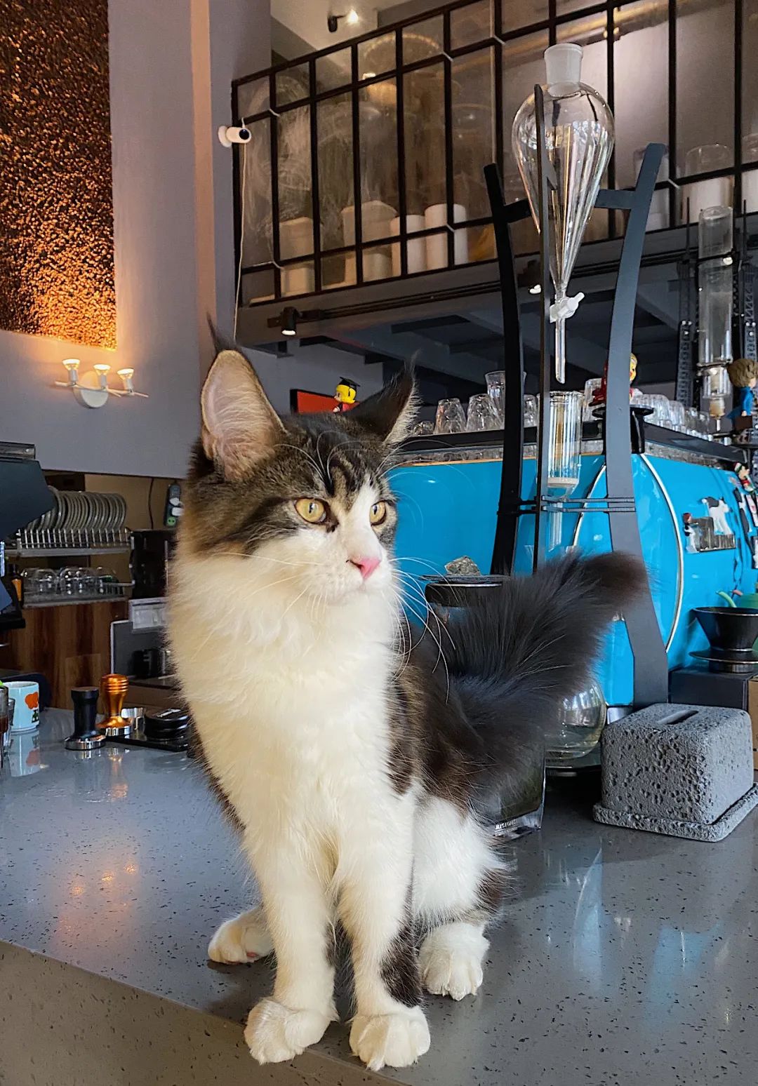海珠主打冰滴咖啡的咖啡馆有哪些？TAKE EASY CAFE 咖啡如何？ 中国咖啡网